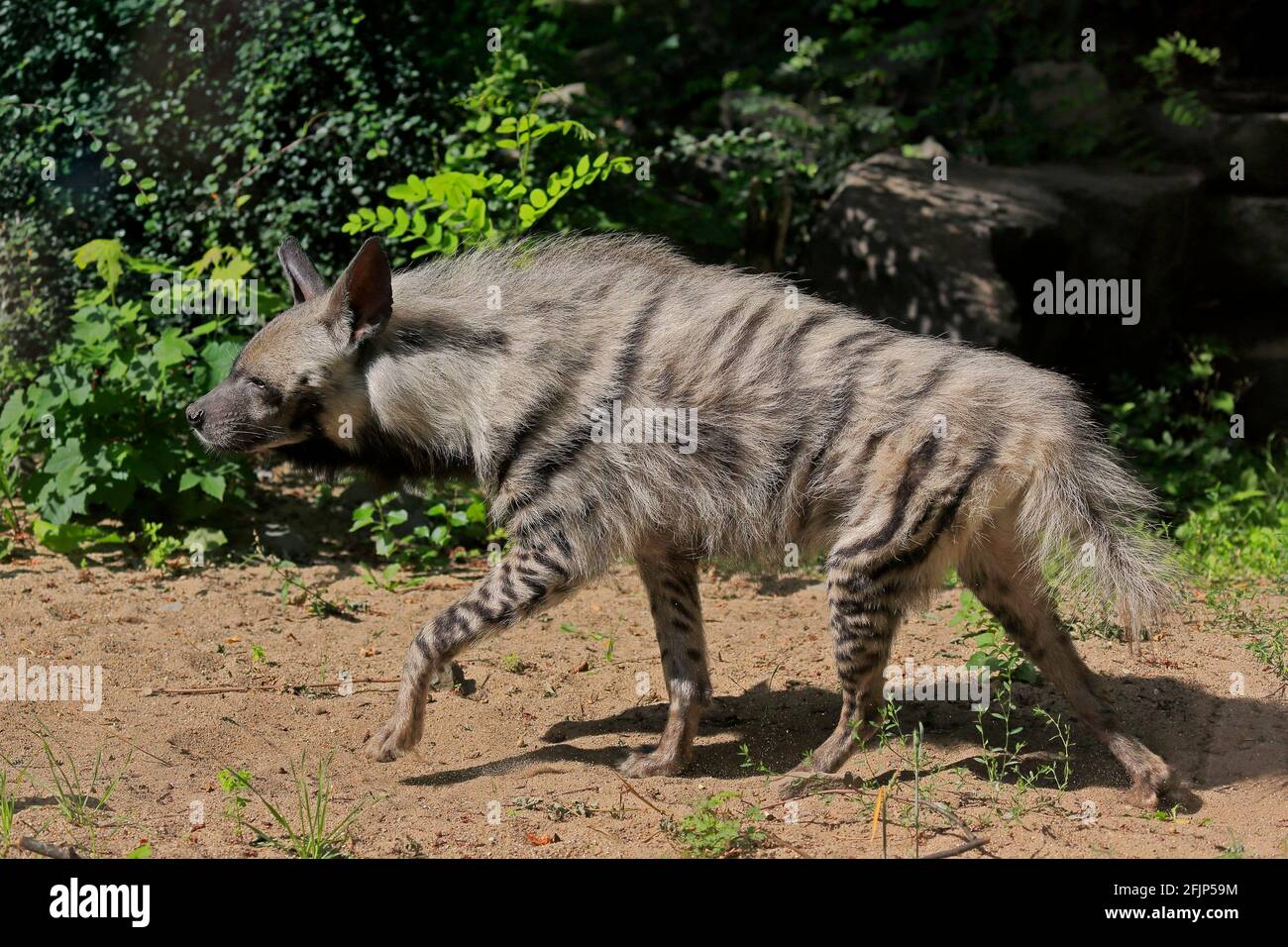 Adult striped hyena hi-res stock photography and images - Alamy