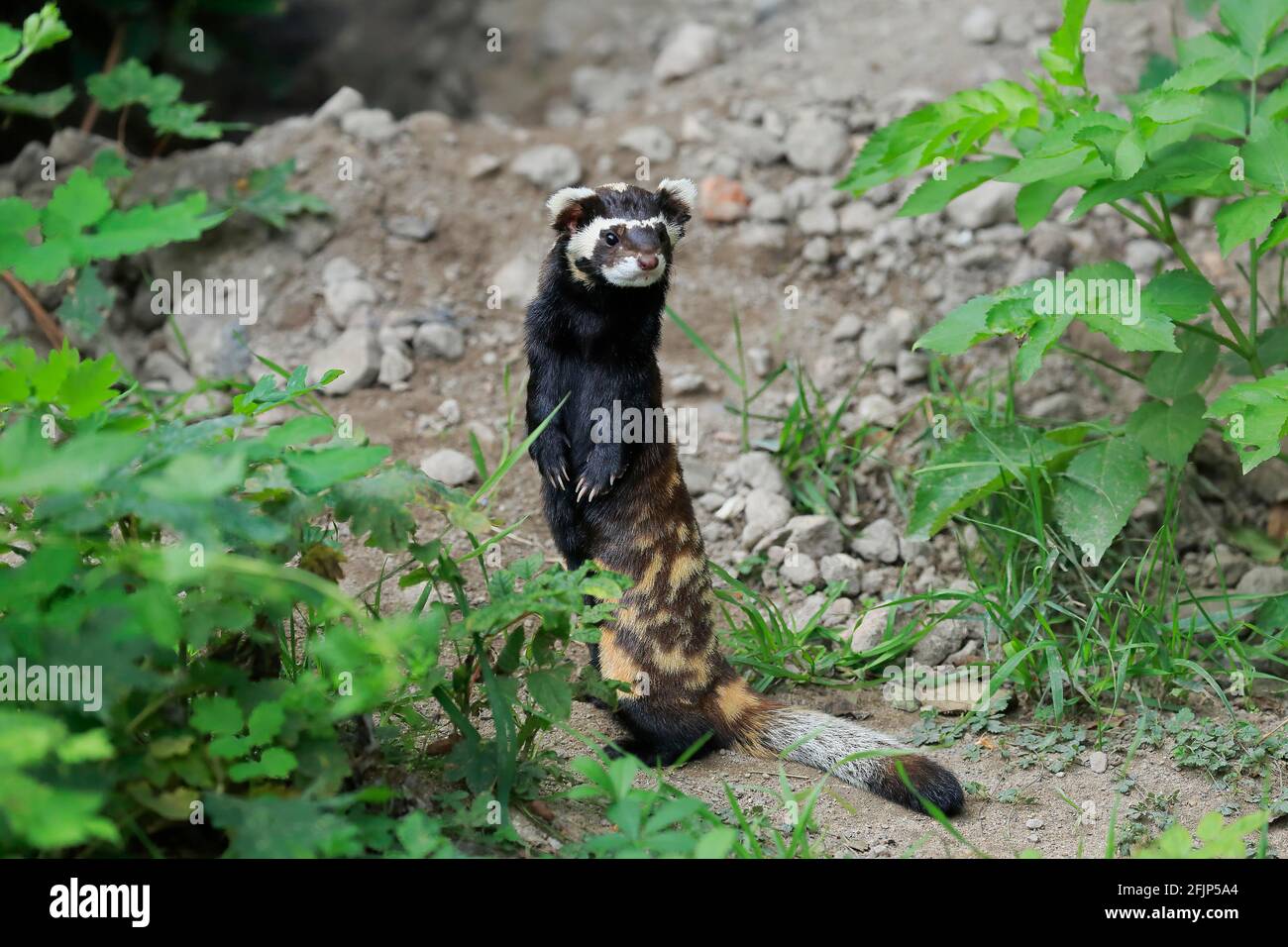 Marbled Polecat Baby