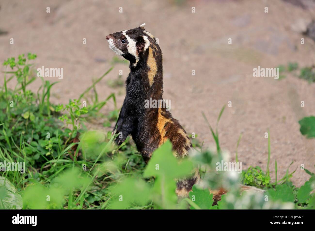 Marbled polecat (Vormela peregusna), adult, alert, captive Stock Photo ...