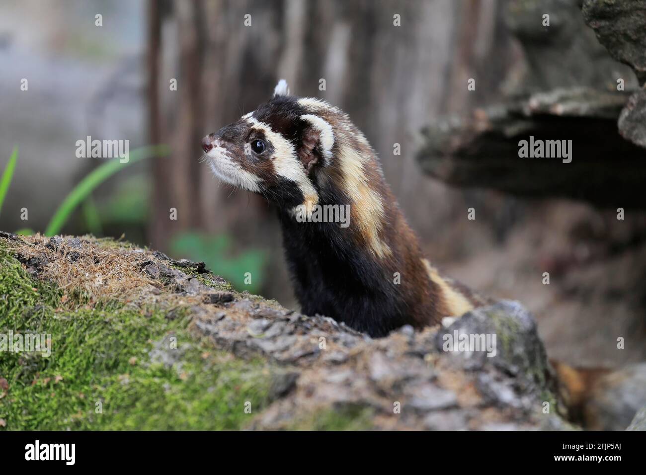 Marbled Polecat Baby