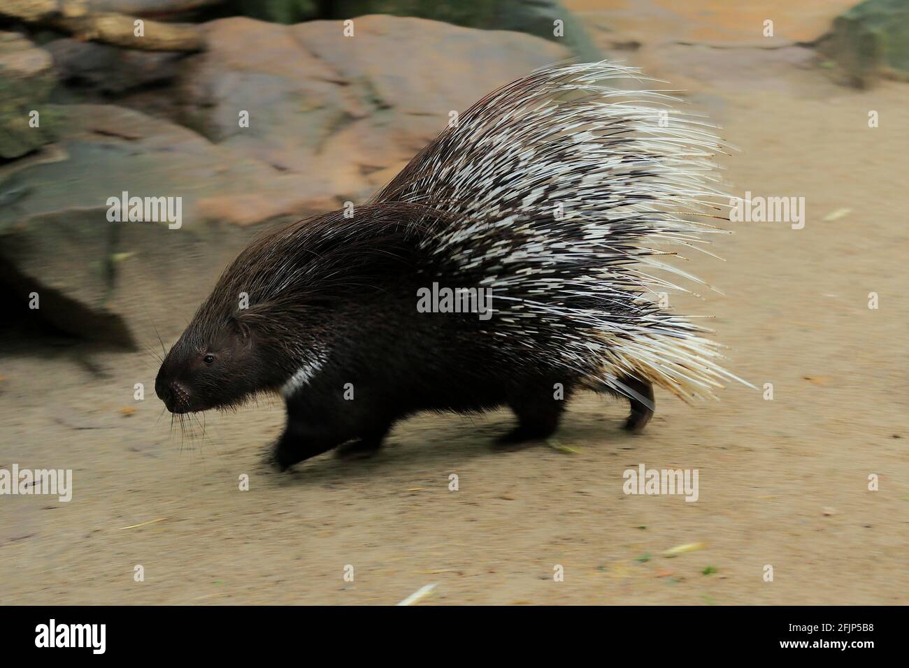 Indian white-tailed porcupine (Hystrix indica), adult, foraging ...