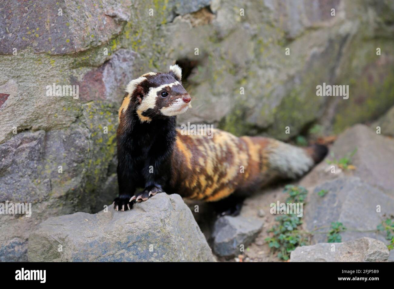 Marbled polecat (Vormela peregusna), adult, alert, on burrow, captive ...