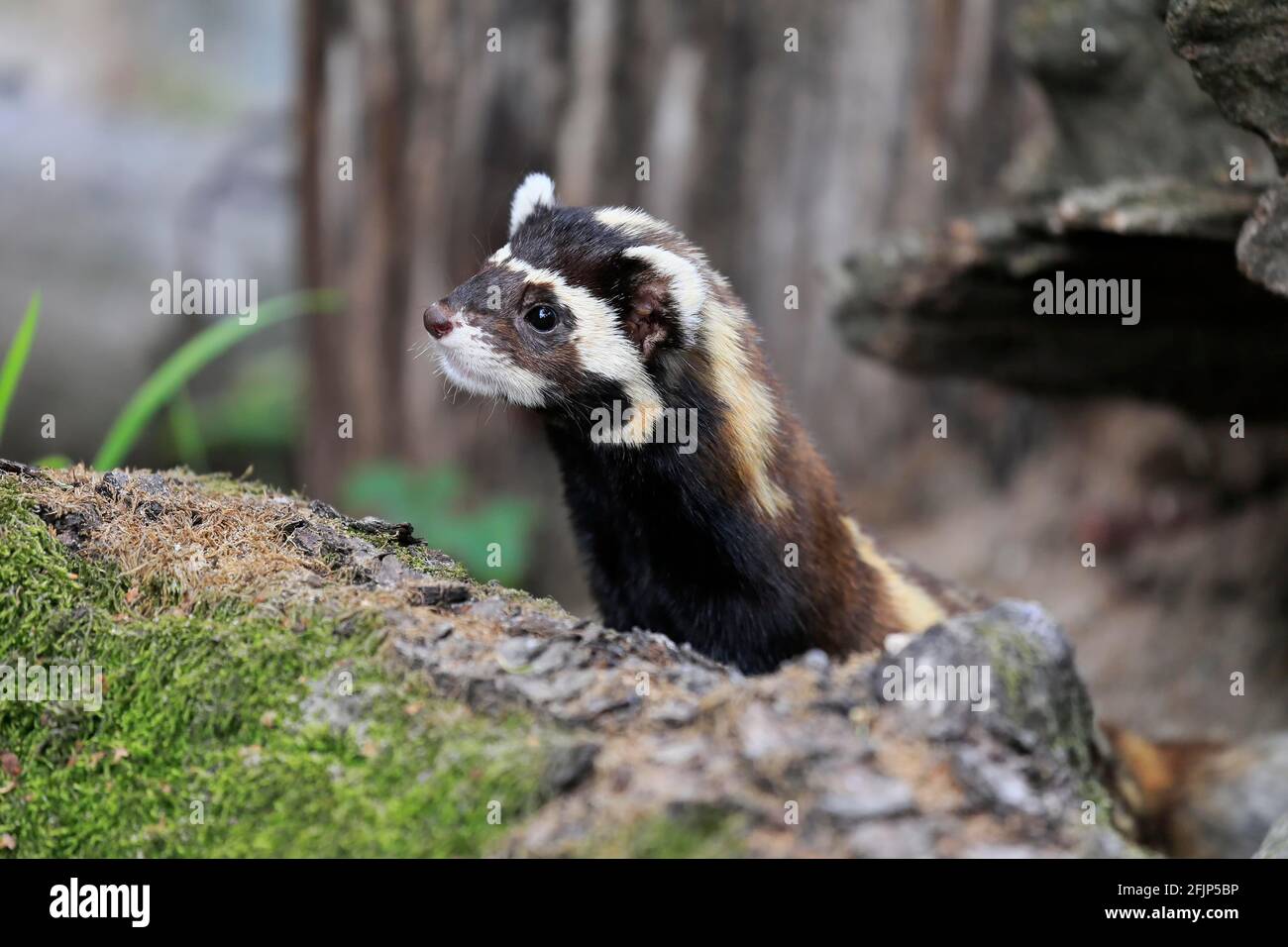 Marbled polecat (Vormela peregusna), adult, alert, on burrow, portrait ...