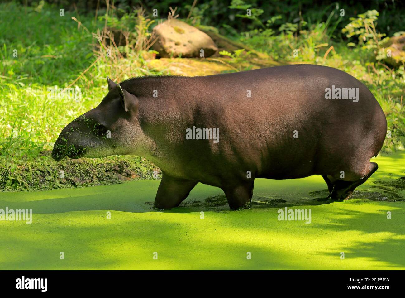 Lowland tapir (Tapirus terrestris), adult, foraging, in water, captive ...