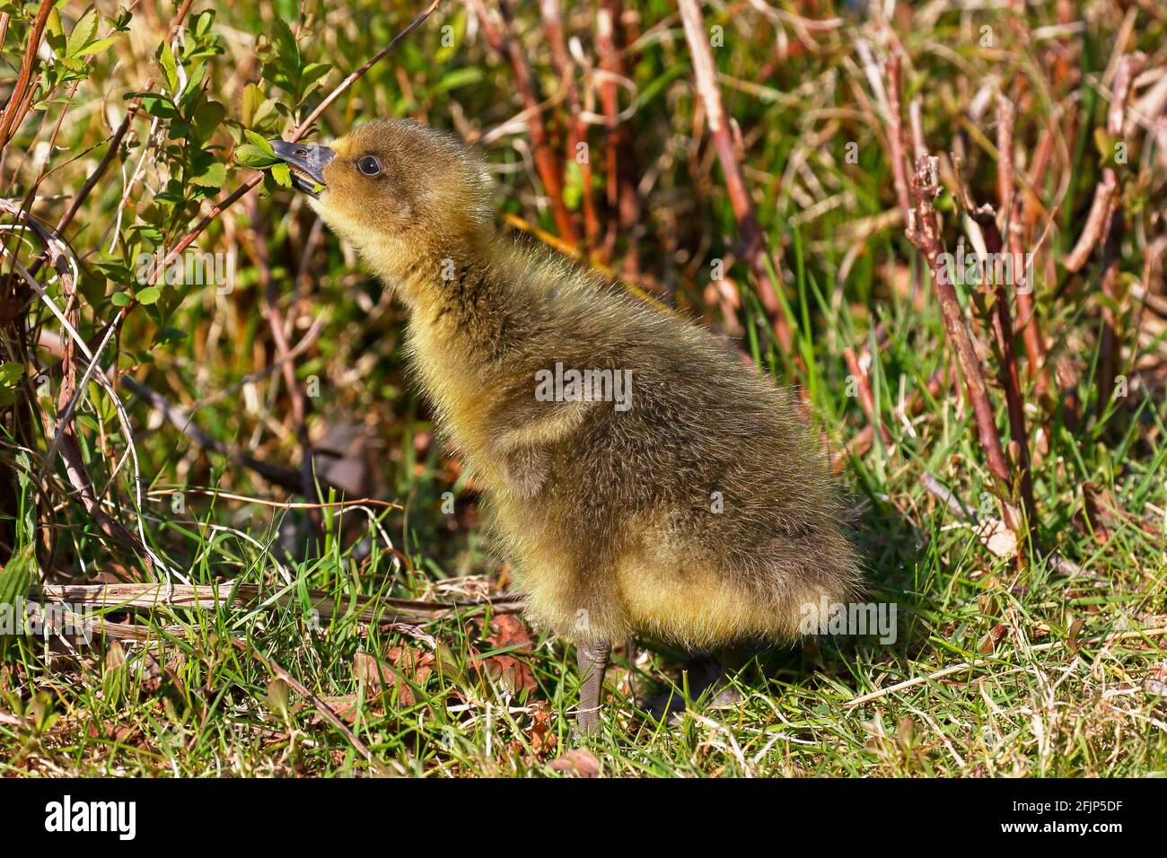 Greylag goose (Anser anser), chick nibbling on willow leaf, gosling ...