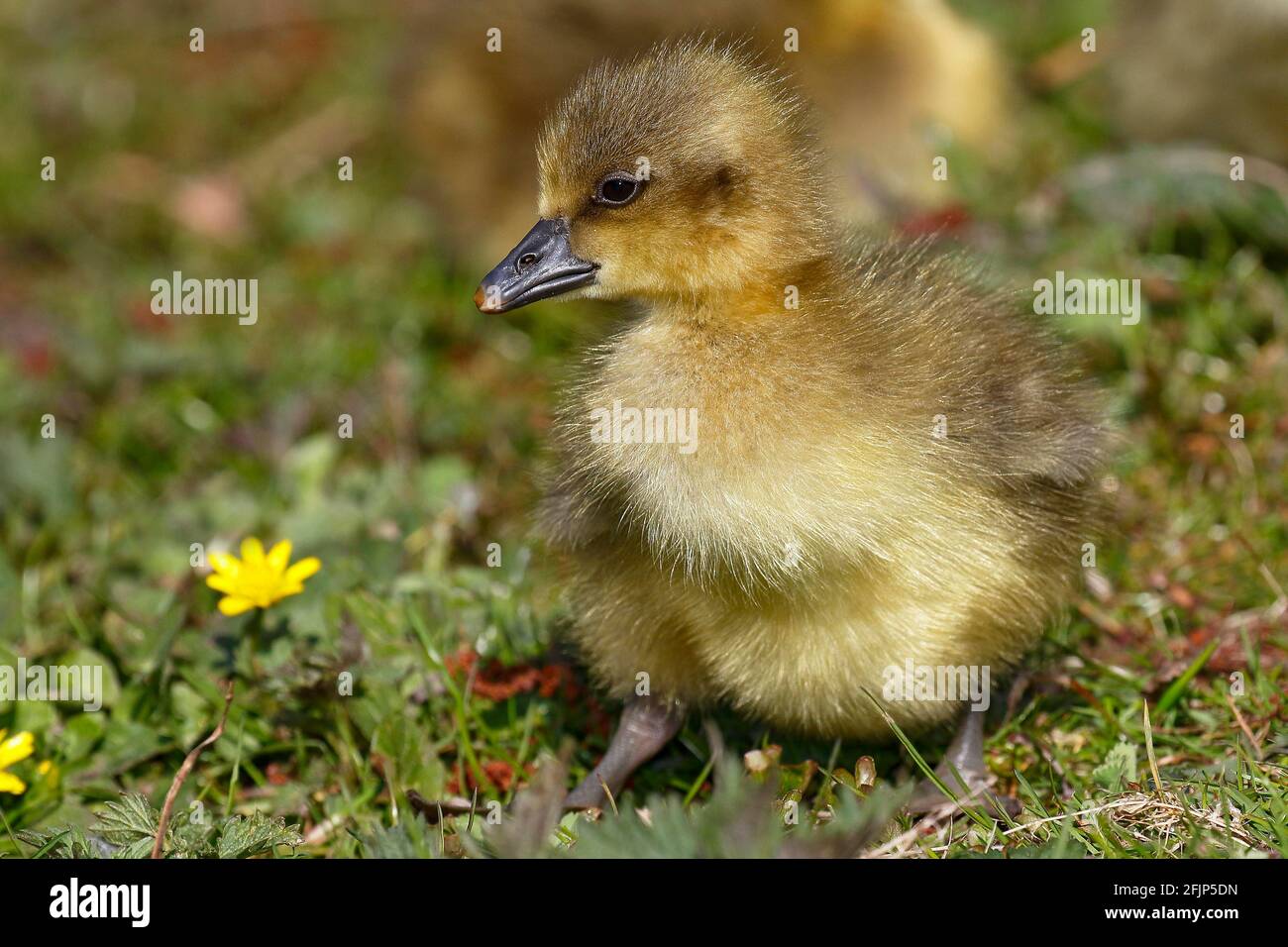 Greylag goose (Anser anser), chick, gosling, animal child, Schleswig ...