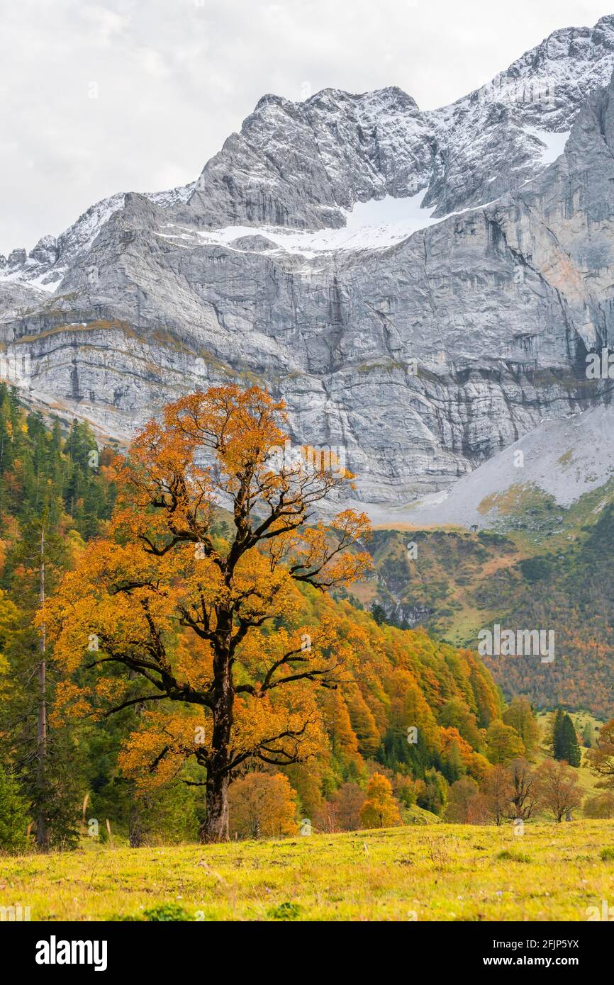 Rock maple tree hi-res stock photography and images - Alamy