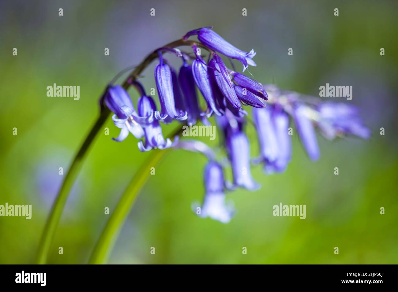 English Bluebells High Resolution Stock Photography and Images - Alamy