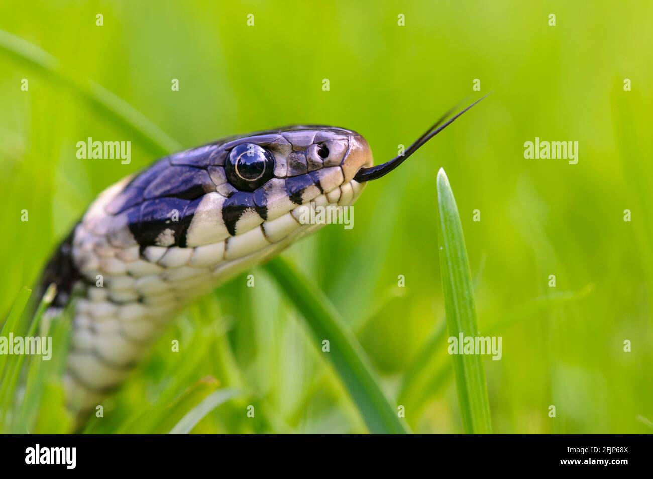 Bridled grass snake (Natrix natrix) in grass, portrait, Oldenburger ...