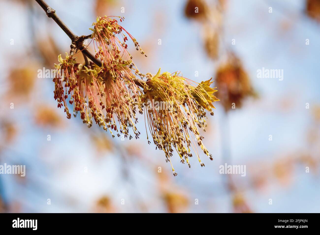 Ashleaf maple hi-res stock photography and images - Alamy