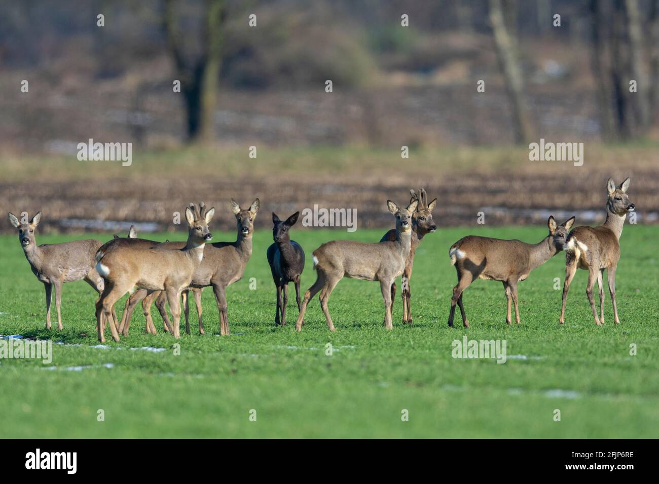 A jump roe deer (Capreolus capreolus) in spring, roe deer, spring ...