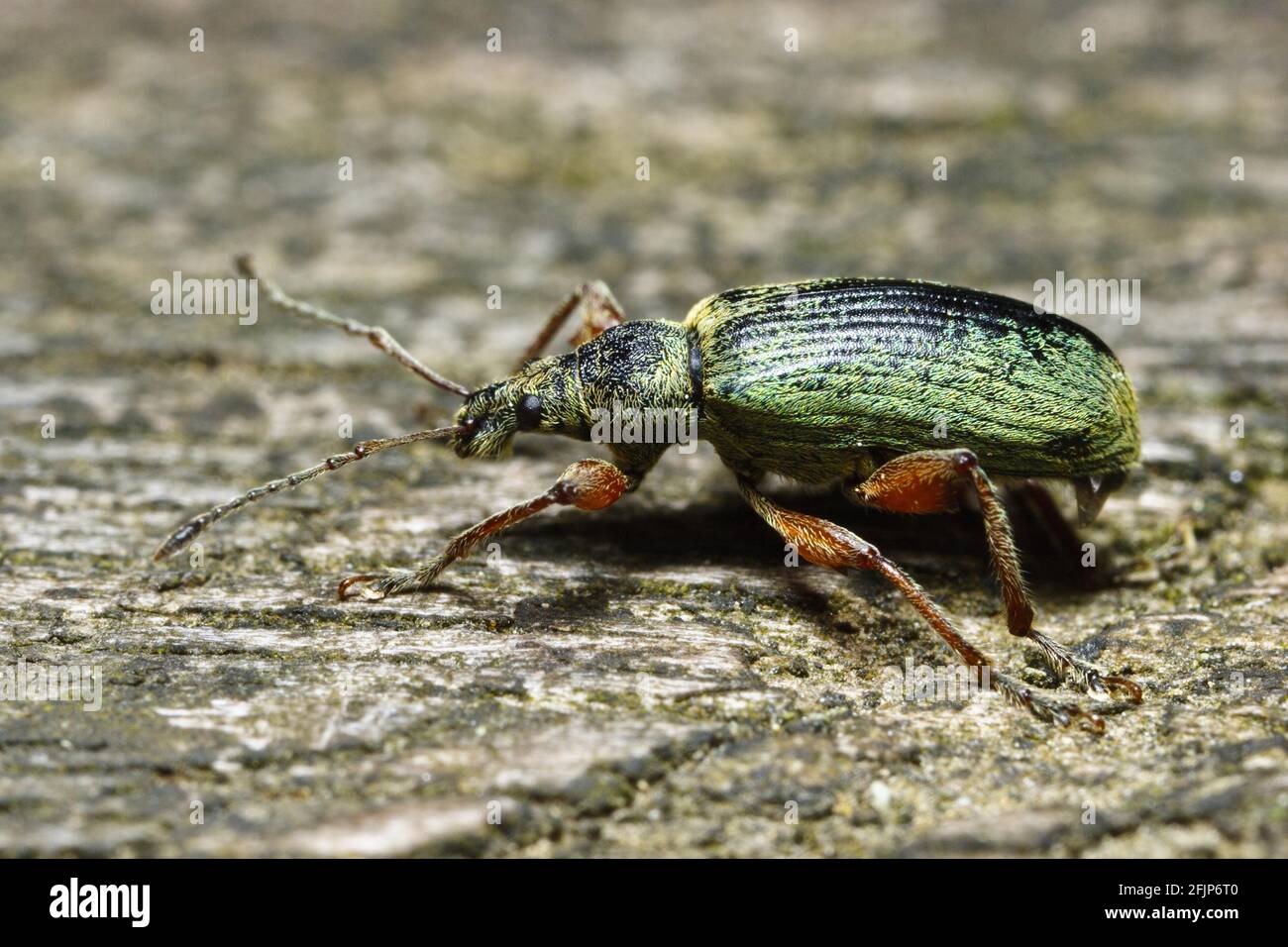 Green weevil (Phyllobius pyri), lateral view Stock Photo - Alamy