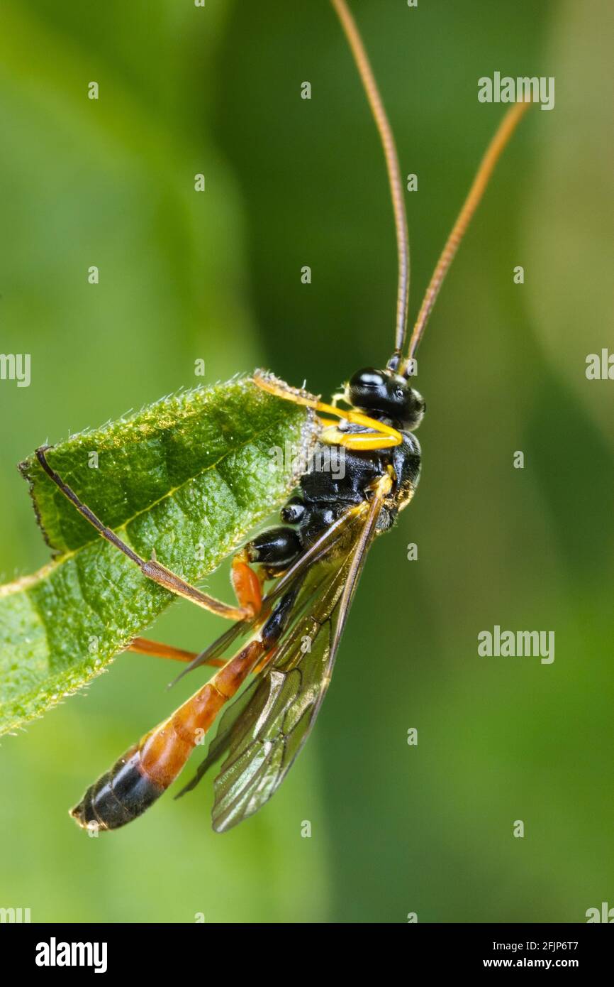 Ichneumon fly, Hamburg (Cosmoconus), Germany Stock Photo - Alamy