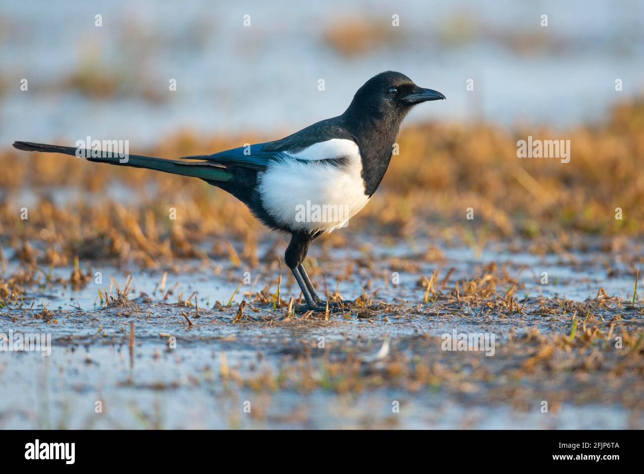 European magpie (Pica pica), Kutno, Poland Stock Photo - Alamy