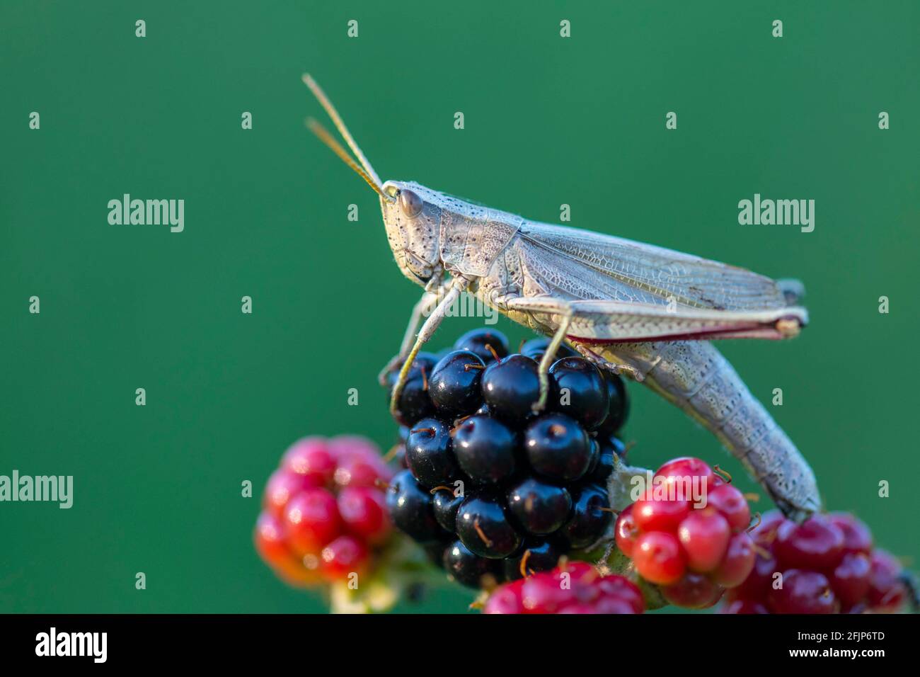 Flying grasshopper hi-res stock photography and images - Alamy