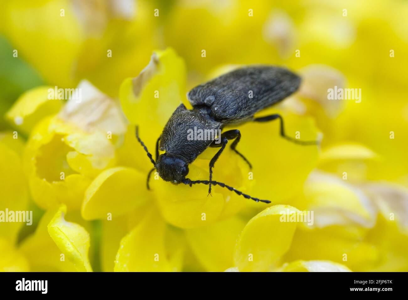 Hemicrepidius niger (Hemicrepidius niger), black rough-hair click ...