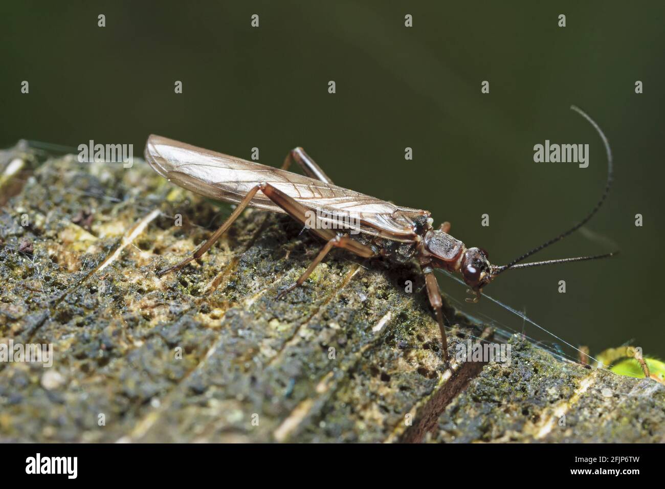 Stonefly, Schleswig-Holstein (Nemoura cinerea), Germany Stock Photo - Alamy