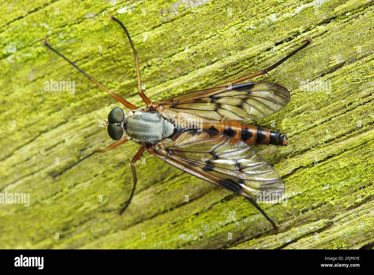 Flying snipe europe hi-res stock photography and images - Alamy