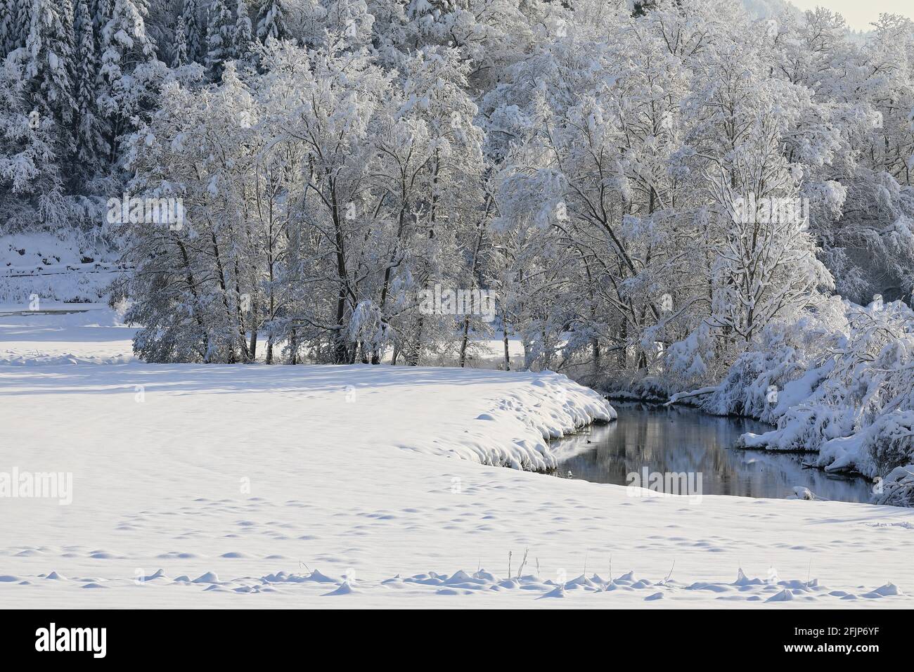 Lauchert, stream, trees, snow, winter, Lauchertal, Upper Danube nature ...