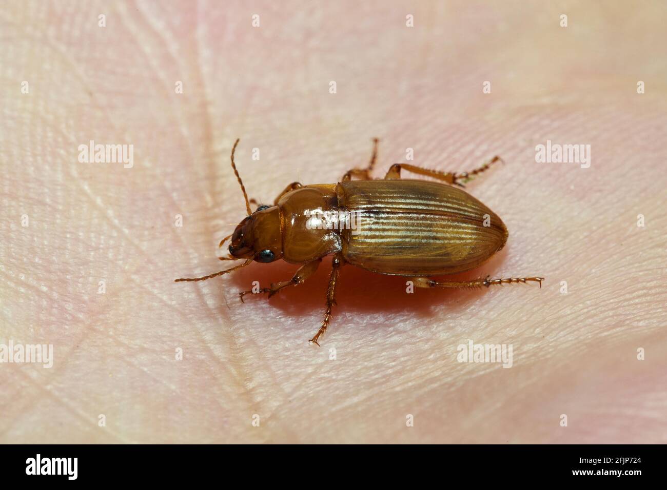 Amara plebeja (Amara plebeja Stock Photo - Alamy