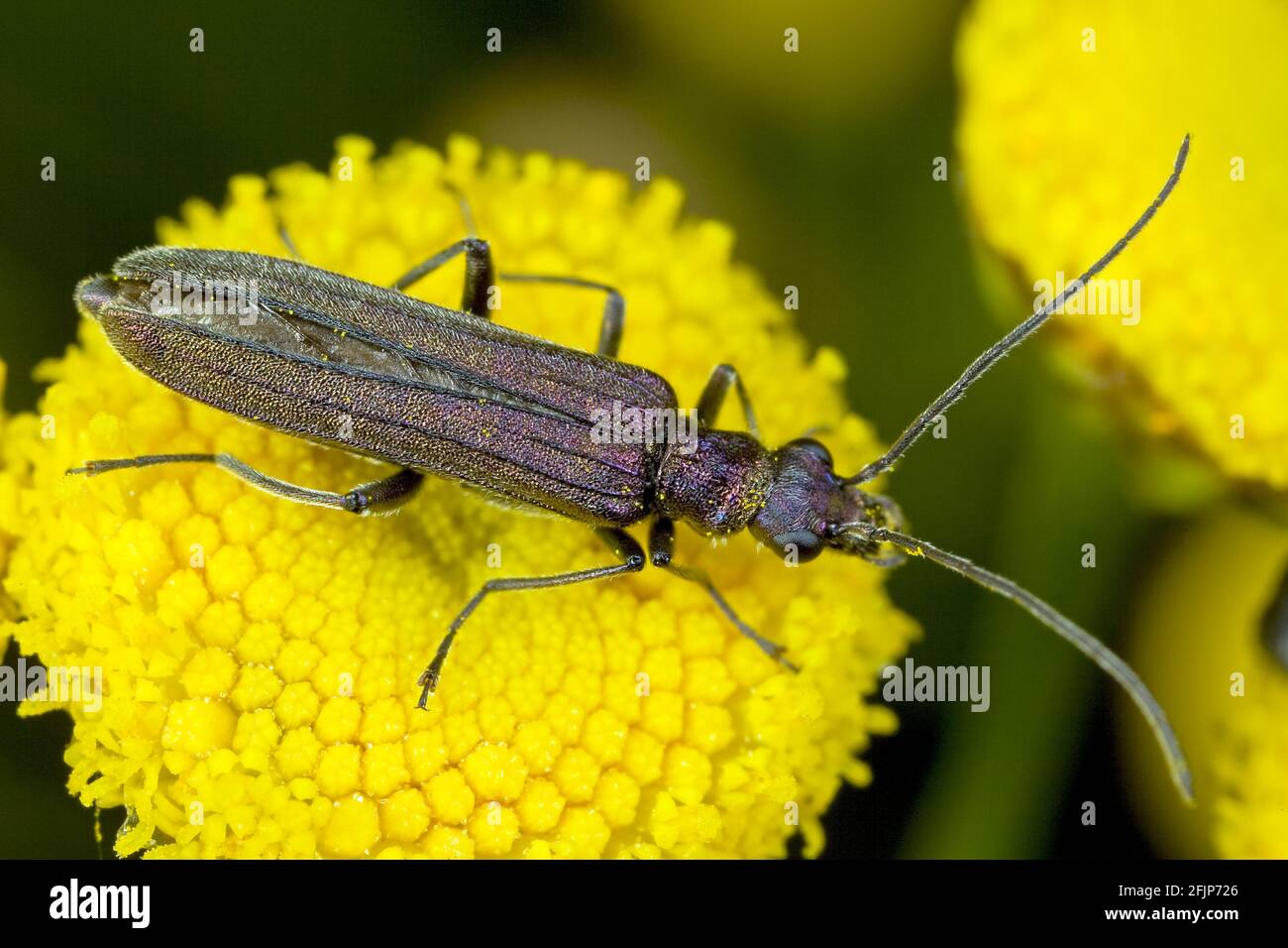 False longhorn beetle (Oedemera virescens), Germany Stock Photo - Alamy