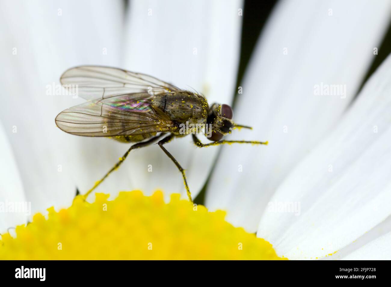 Thricops Semicinereus High Resolution Stock Photography and Images - Alamy