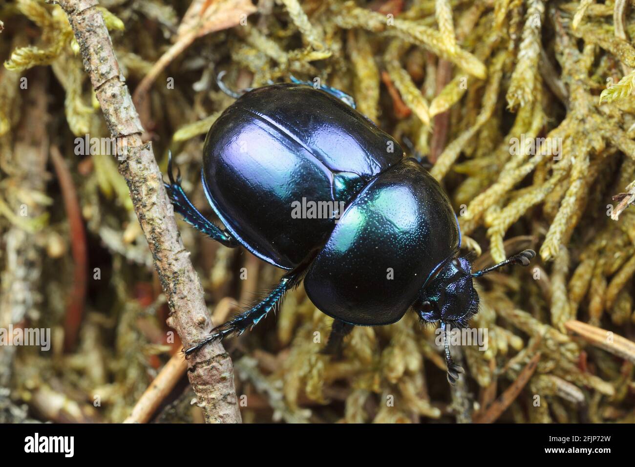 Earth-boring dung beetle (Geotrupes vernalis Stock Photo - Alamy