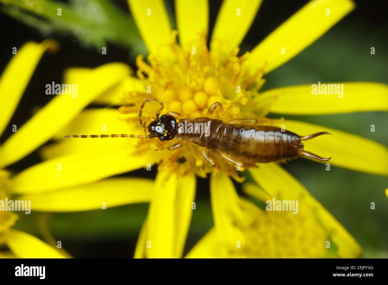 Common Earwig (Forficula auricularia Stock Photo - Alamy