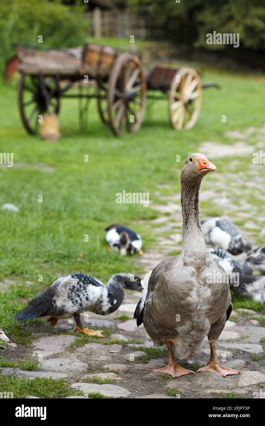 Domestic goose and duck, free range, farm Stock Photo - Alamy