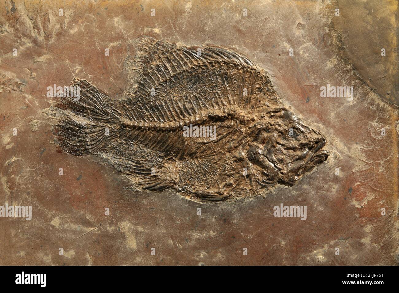 Perch fossil, Mine Messel, Hesse, Germany (Amphiperca multiformis ...