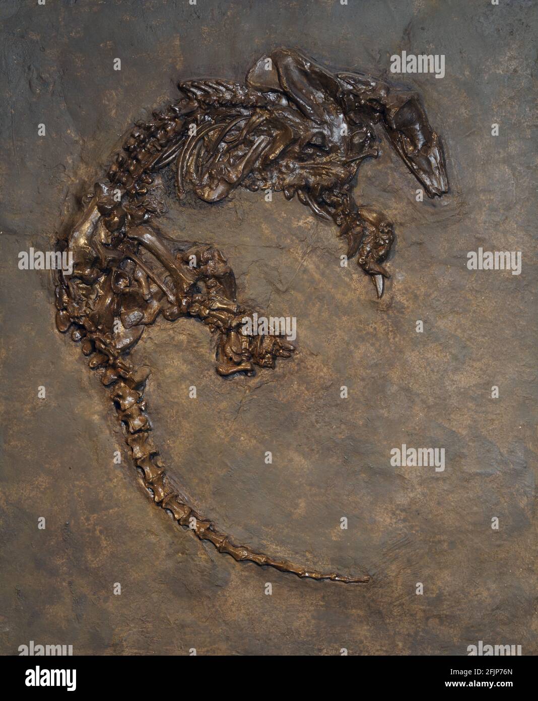 Anteater fossil, Mine Messel, Hesse, Germany (Eurotamandua joresi ...