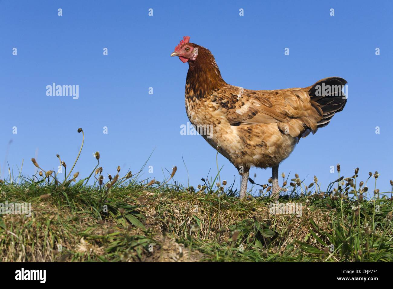Domestic, Free Range, Hen, Chicken, Side Stock Photo - Alamy