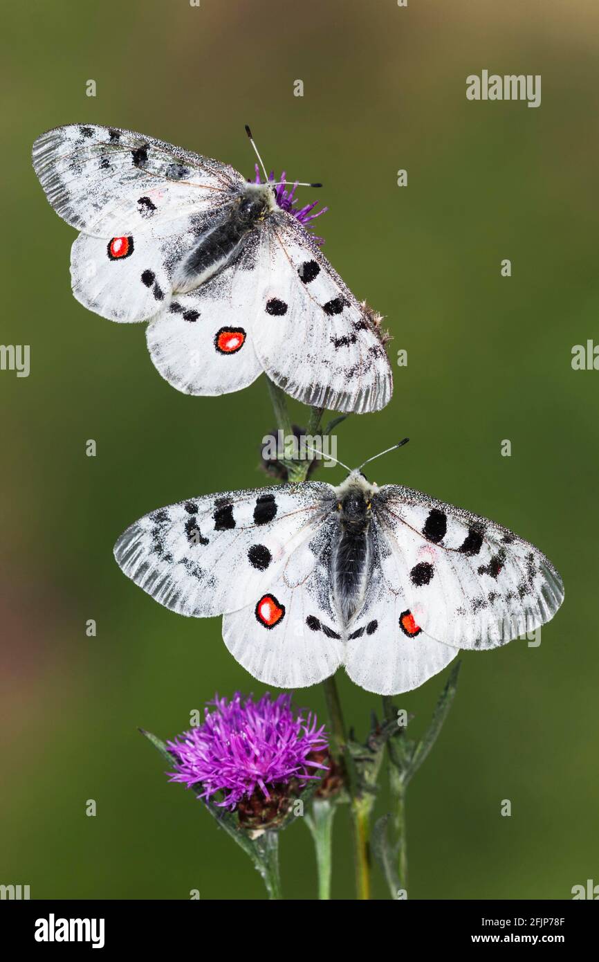 Parnassius apollo vinningensis hi-res stock photography and images - Alamy