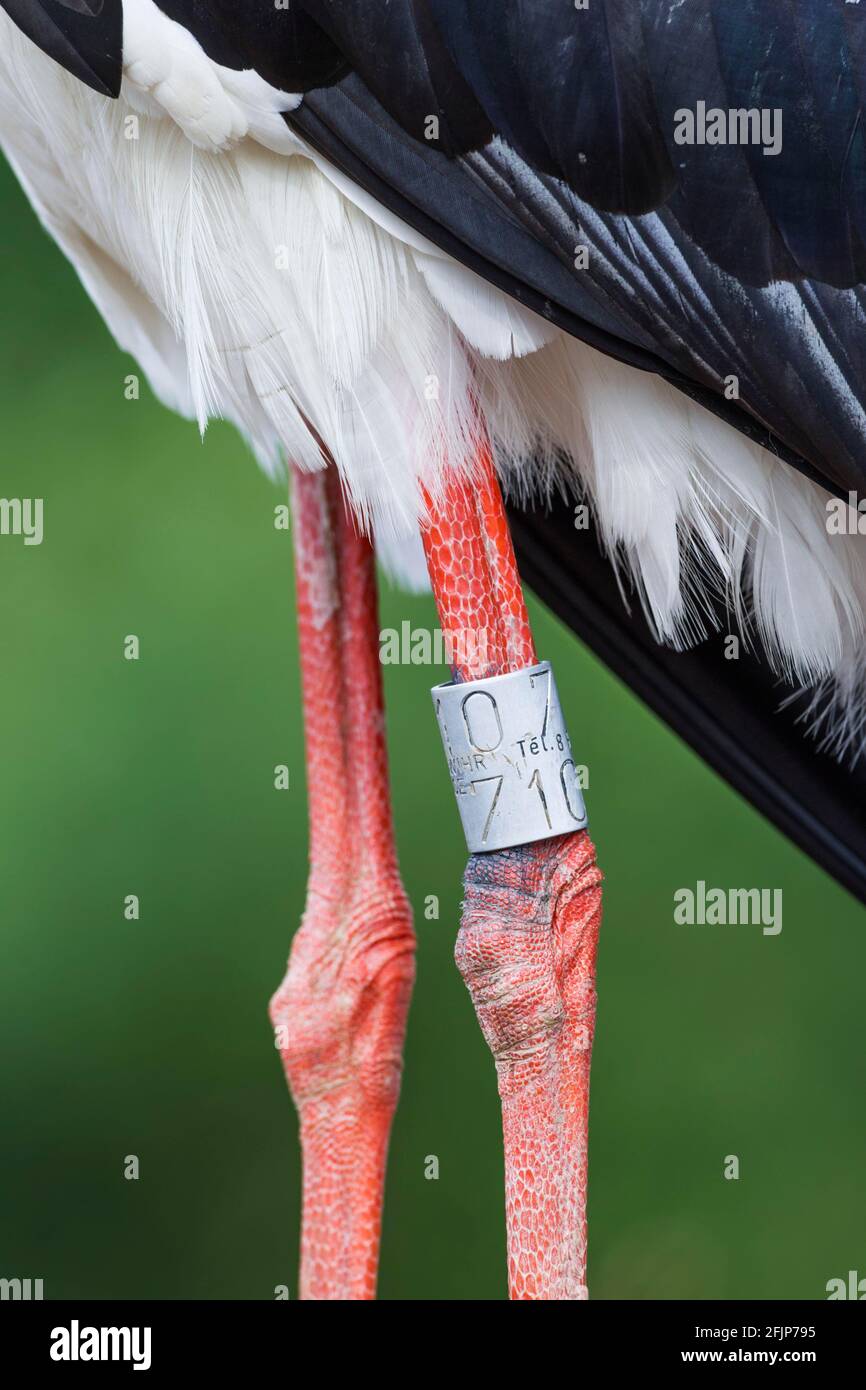 Stork ring hi-res stock photography and images - Alamy