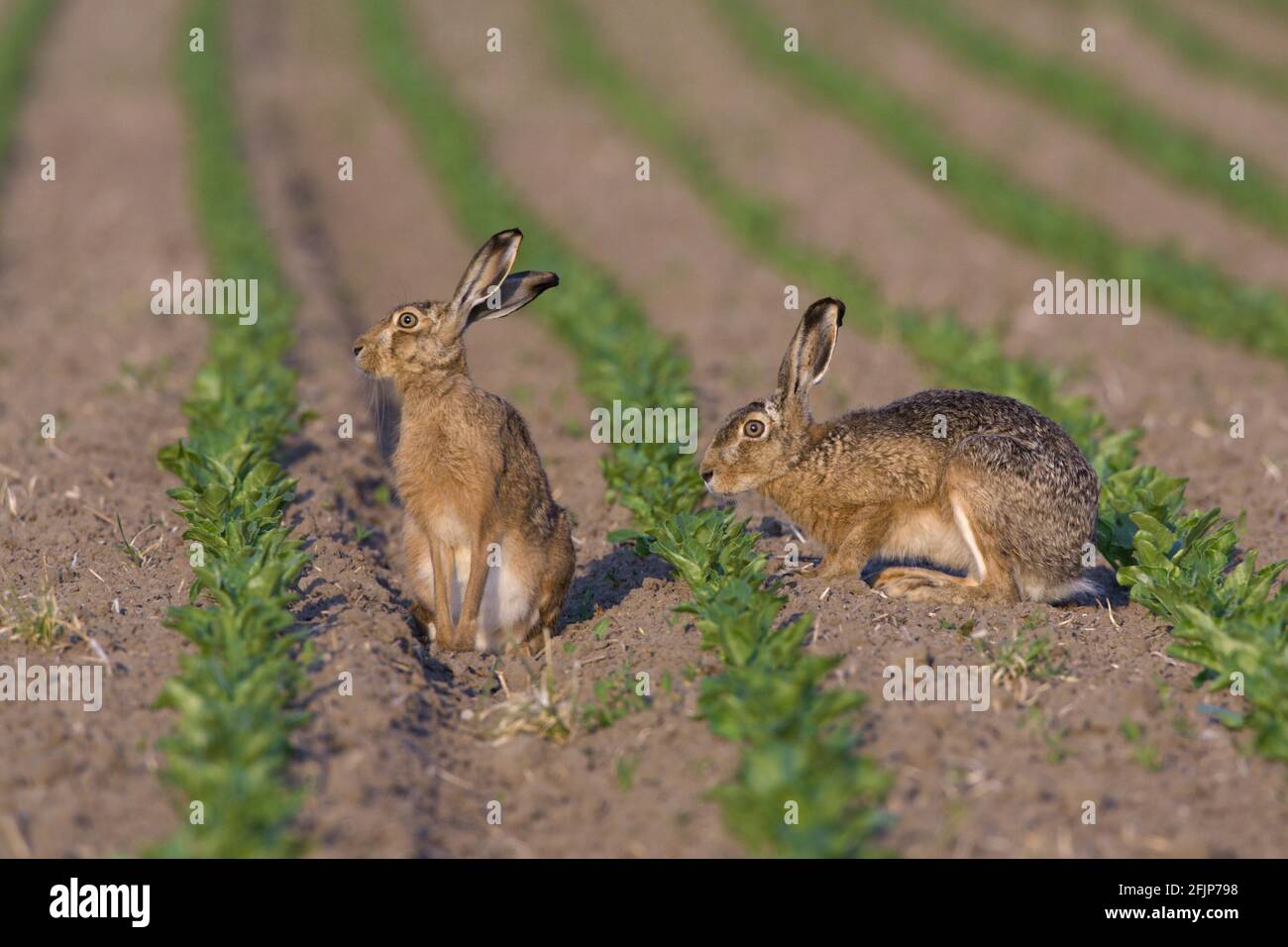 European hares (Lepus europaeus), pair, hare, hares, Germany Stock ...