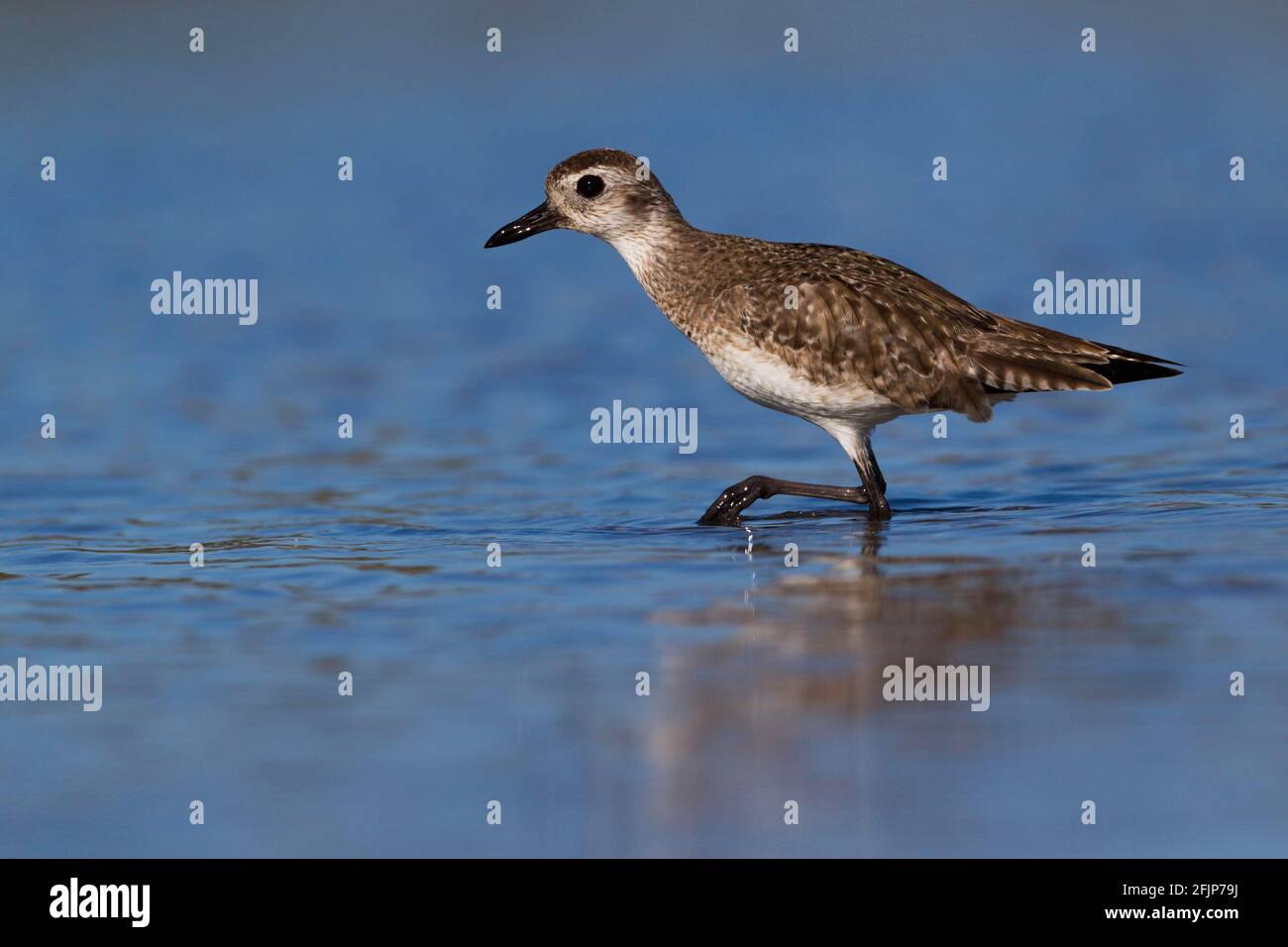 Black-bellied Plover (Pluvialis squatarola), piping plover, Florida ...