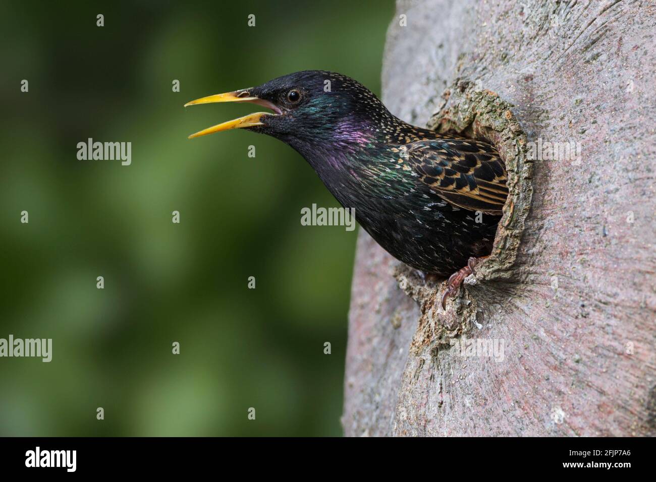 Common starling (Sturnus vulgaris), starlings, nest cavity, nest ...