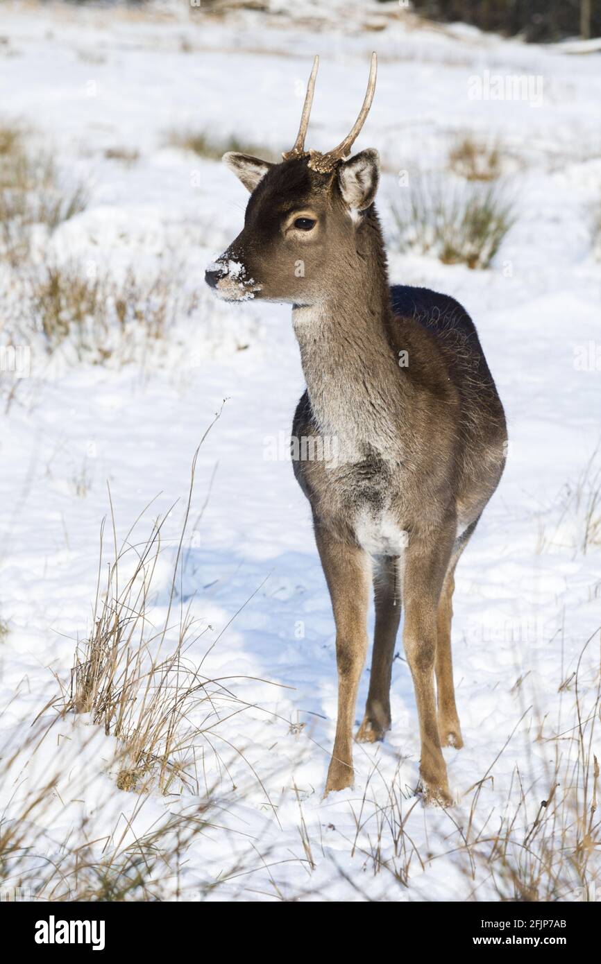 Adult male fallow deer hi-res stock photography and images - Alamy