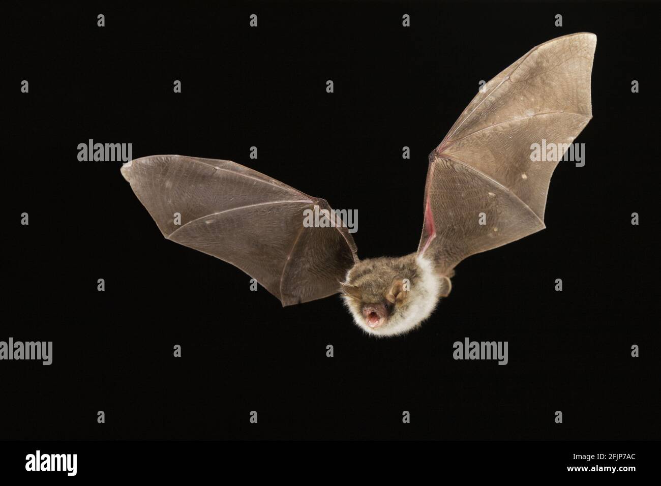 Fringed bat (Selysius nattereri), free-ranging, Germany Stock Photo - Alamy
