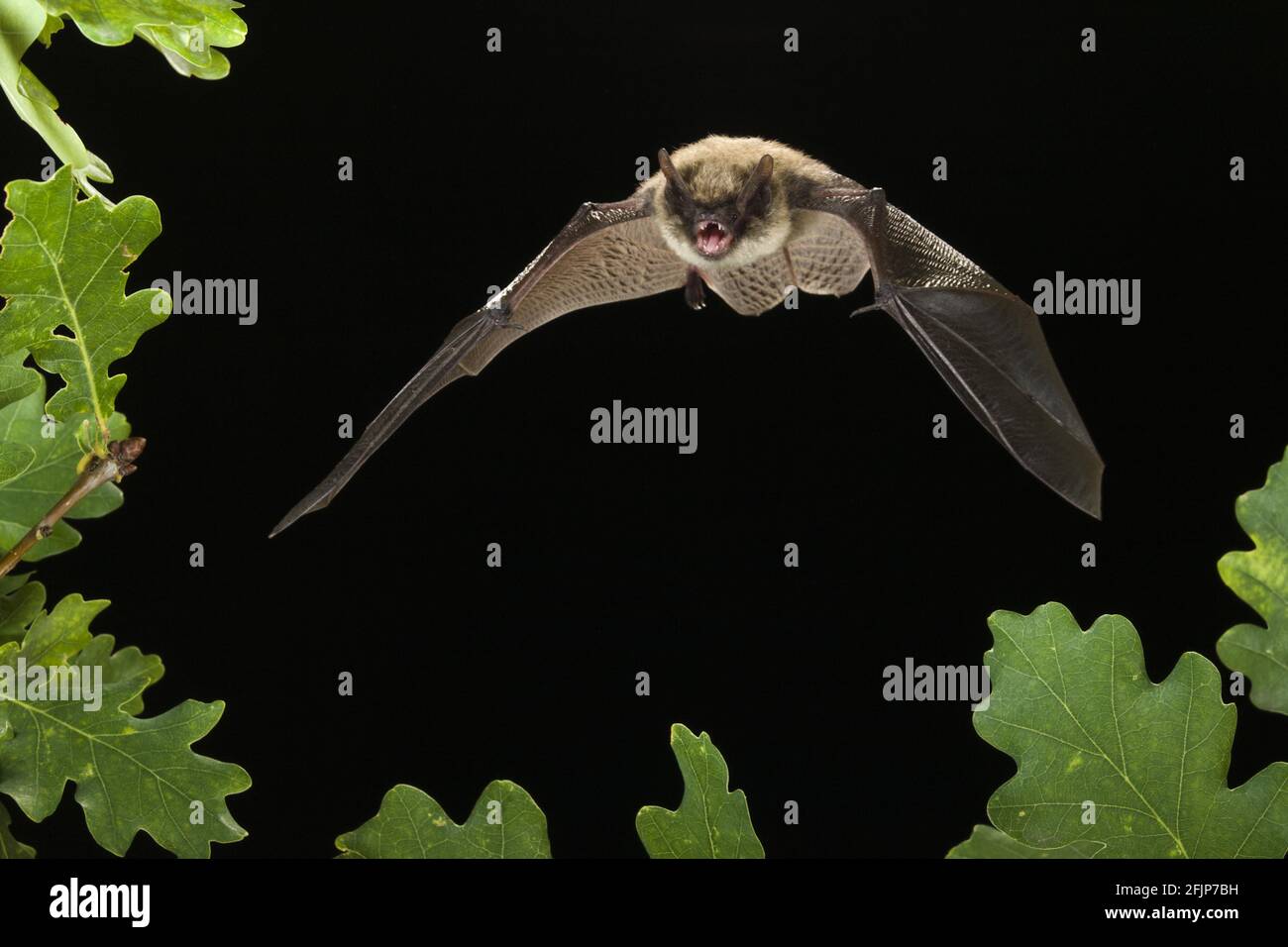 Whiskered bat (Myotis mystacinus), free to roost, Germany Stock Photo ...