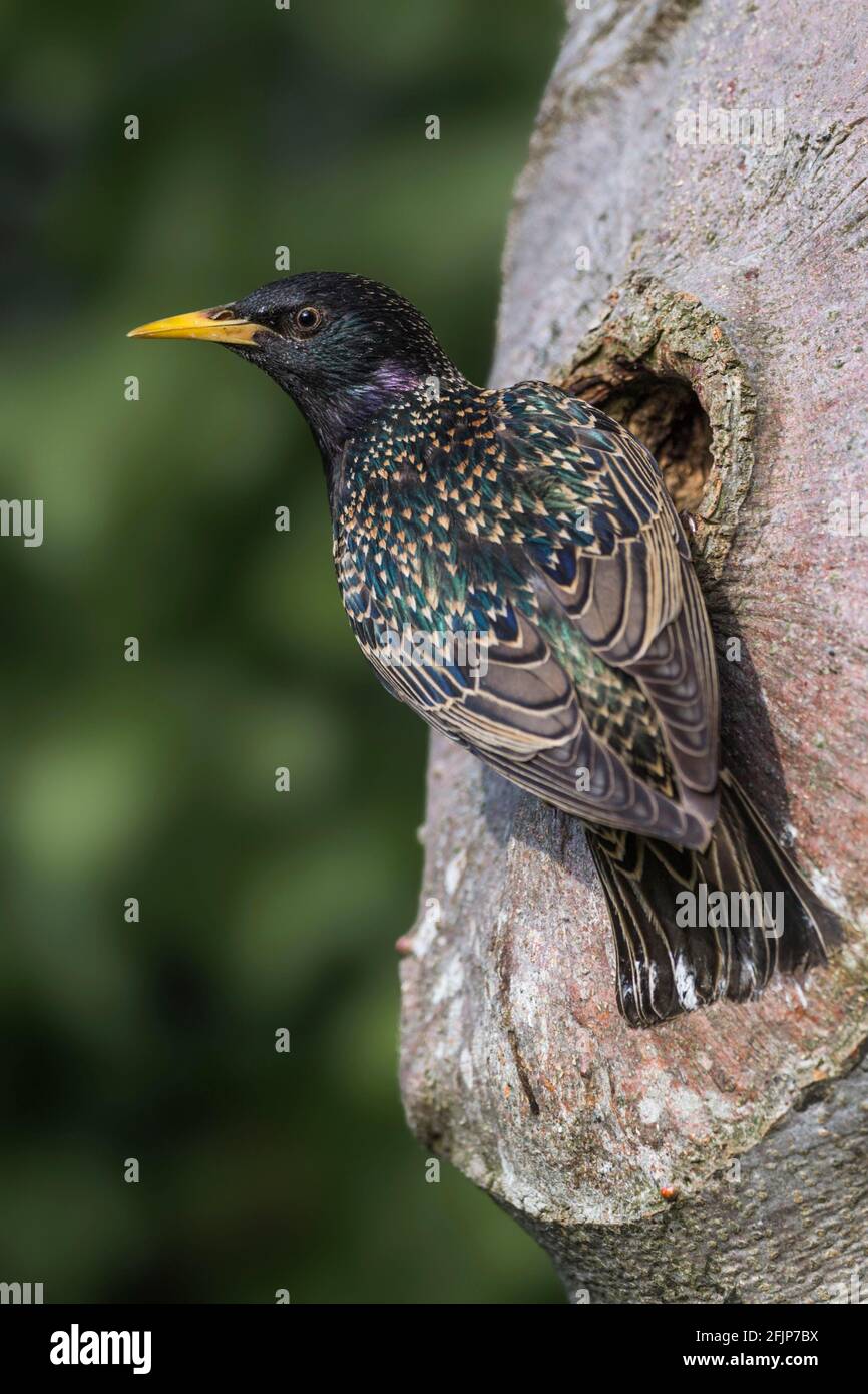 Common starling (Sturnus vulgaris), starlings, nest cavity, nest ...