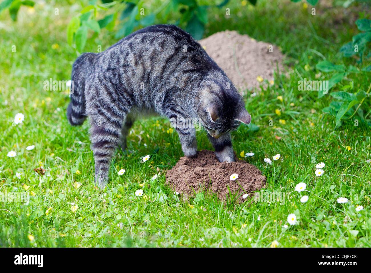 Domestic cat, digging on molehill, mackerel, molehill, digging, digging ...