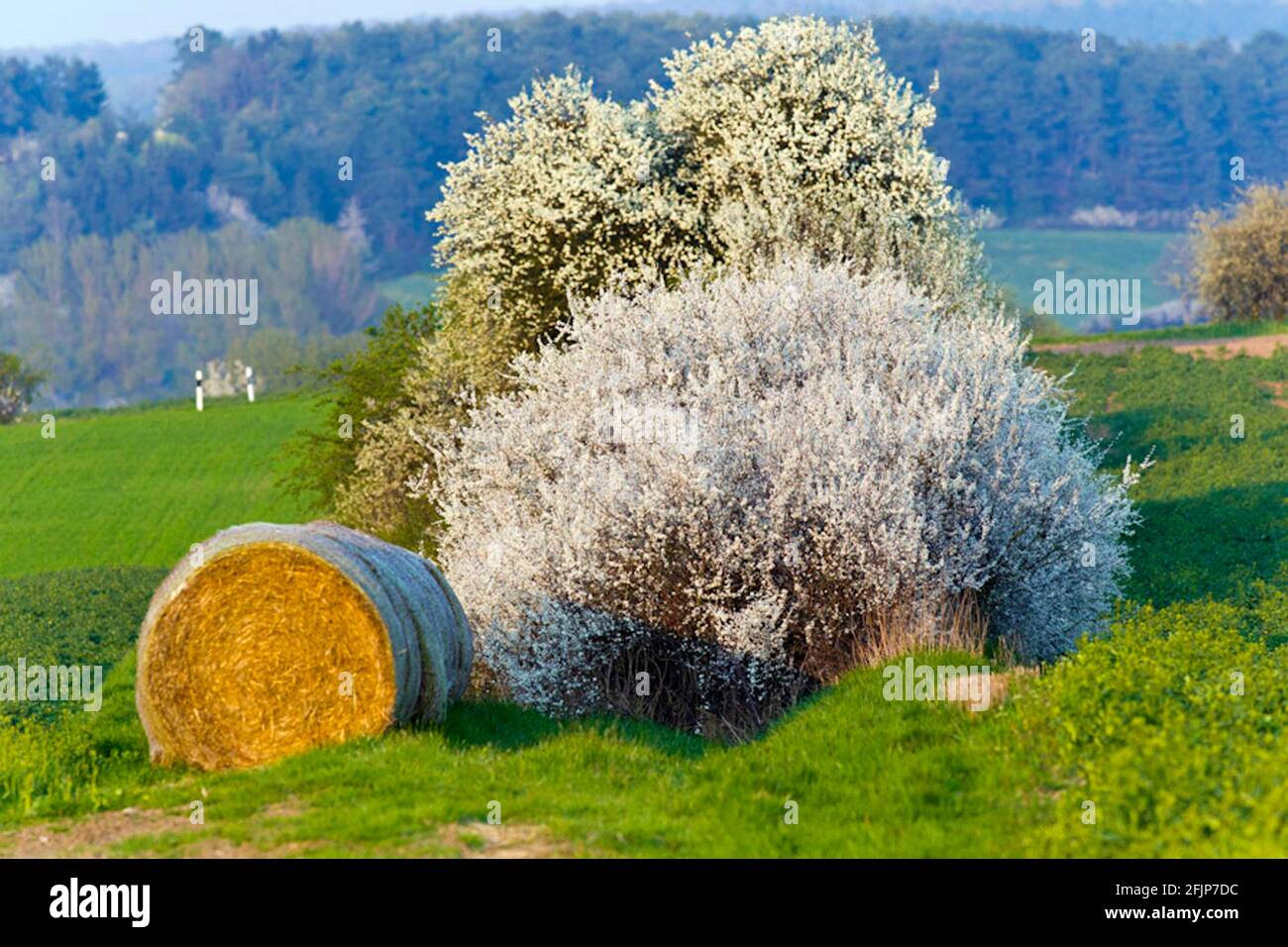 Blackthorn hedge, Blackthorn (Prunus spinosa), Hedge, Lower Saxony ...