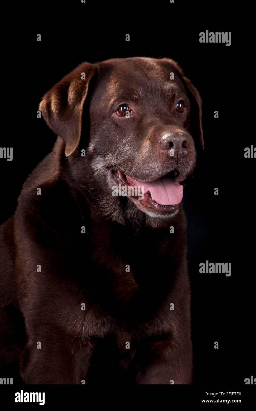 Labrador retriever, male, chocolate, old dog Stock Photo - Alamy
