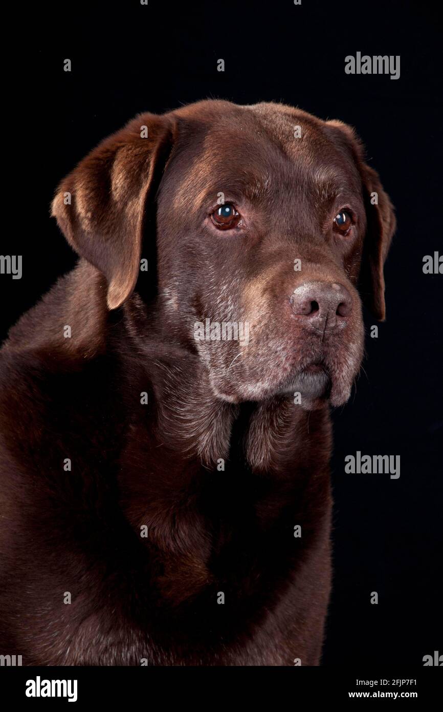 Old male dog hi-res stock photography and images - Alamy