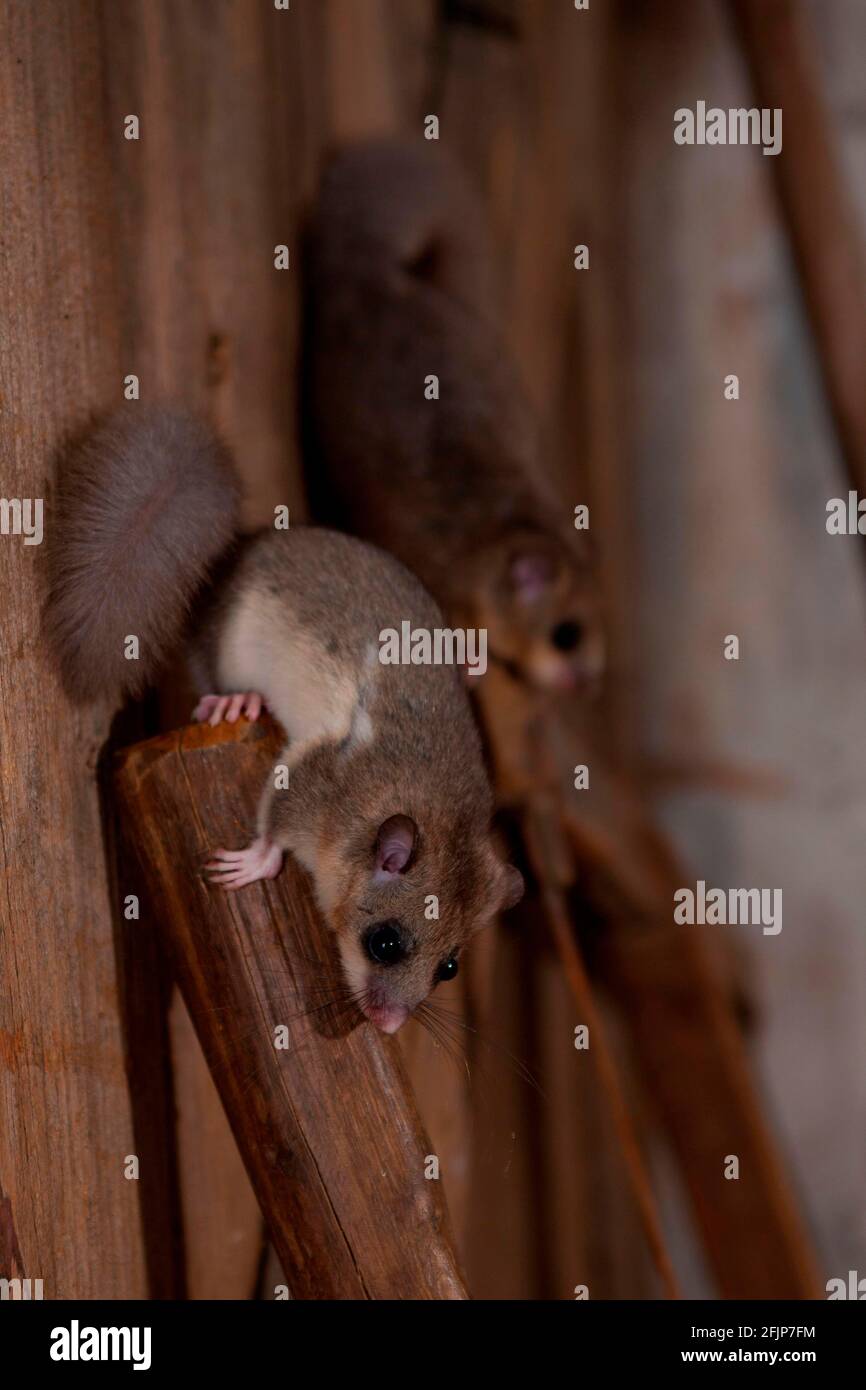 Edible or Fat Dormouse (Glis glis Stock Photo - Alamy