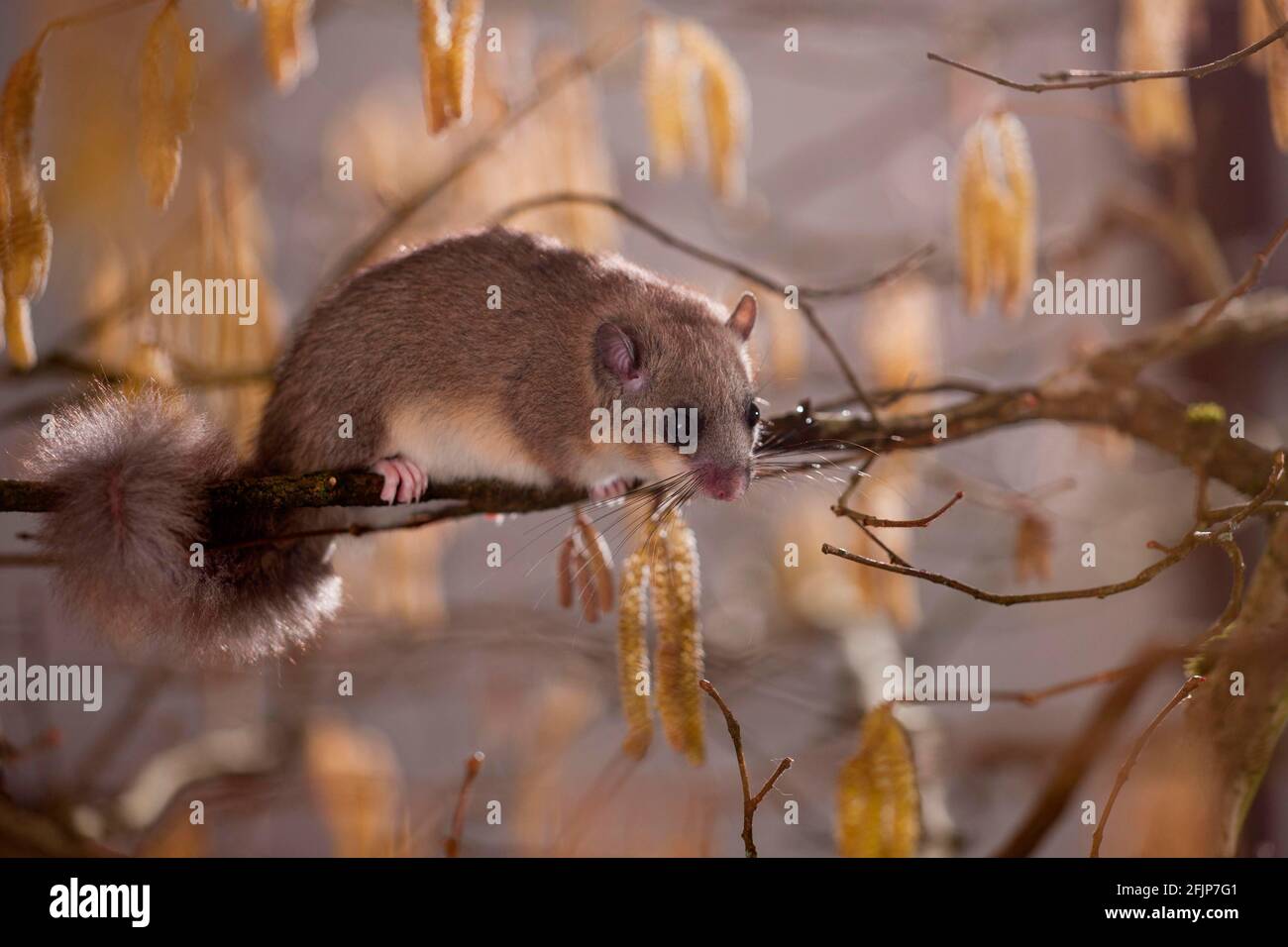 Hazel Edible dormouse (Glis glis), in hazel bush Stock Photo - Alamy