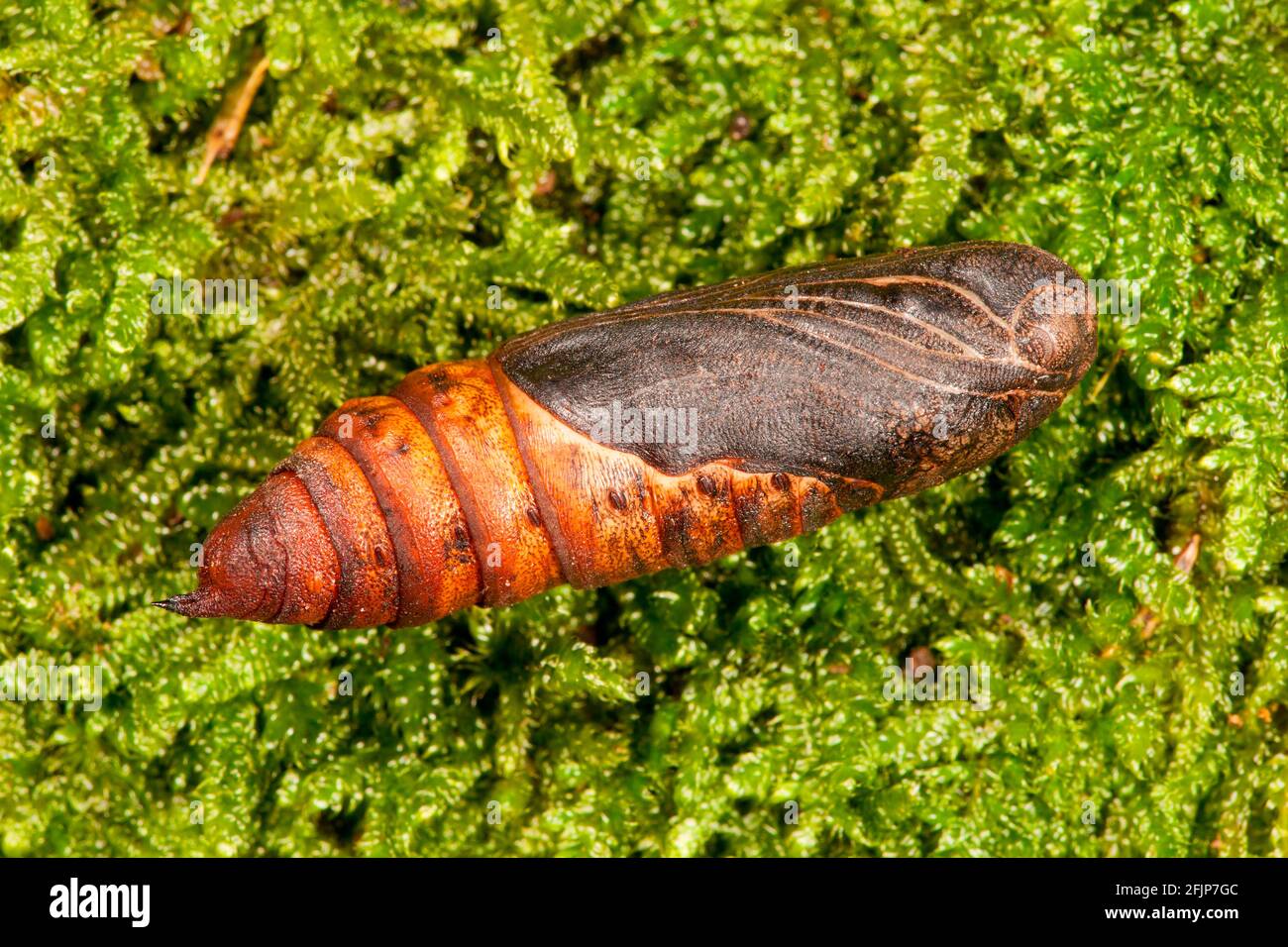 Bedstraw Hawk-Moth (Hyles gallii), pupa, Rhineland-Palatinate, Germany ...