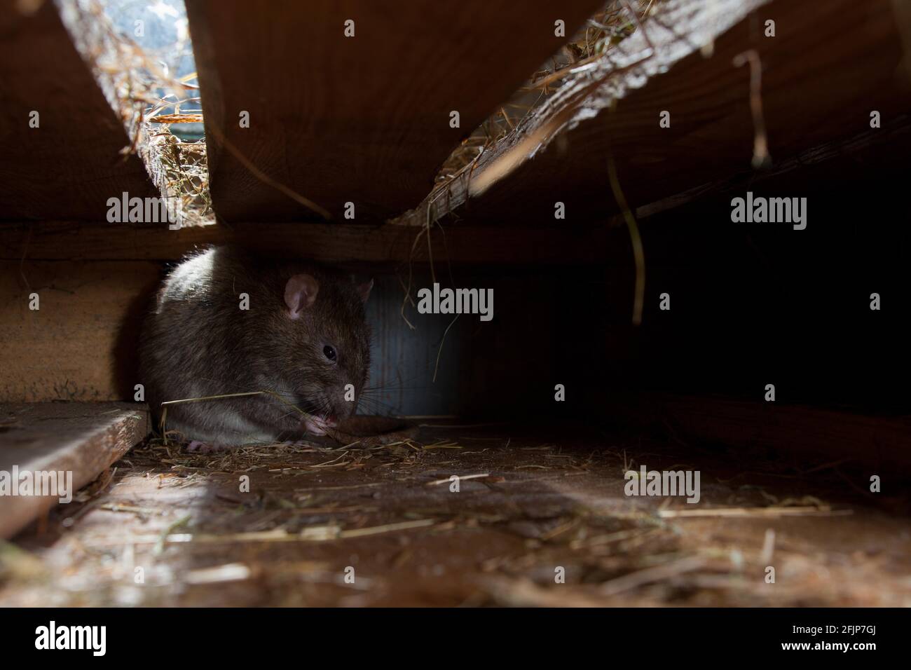 Rat (Rattus norvegicus forma domestica), in hiding, Rhineland ...