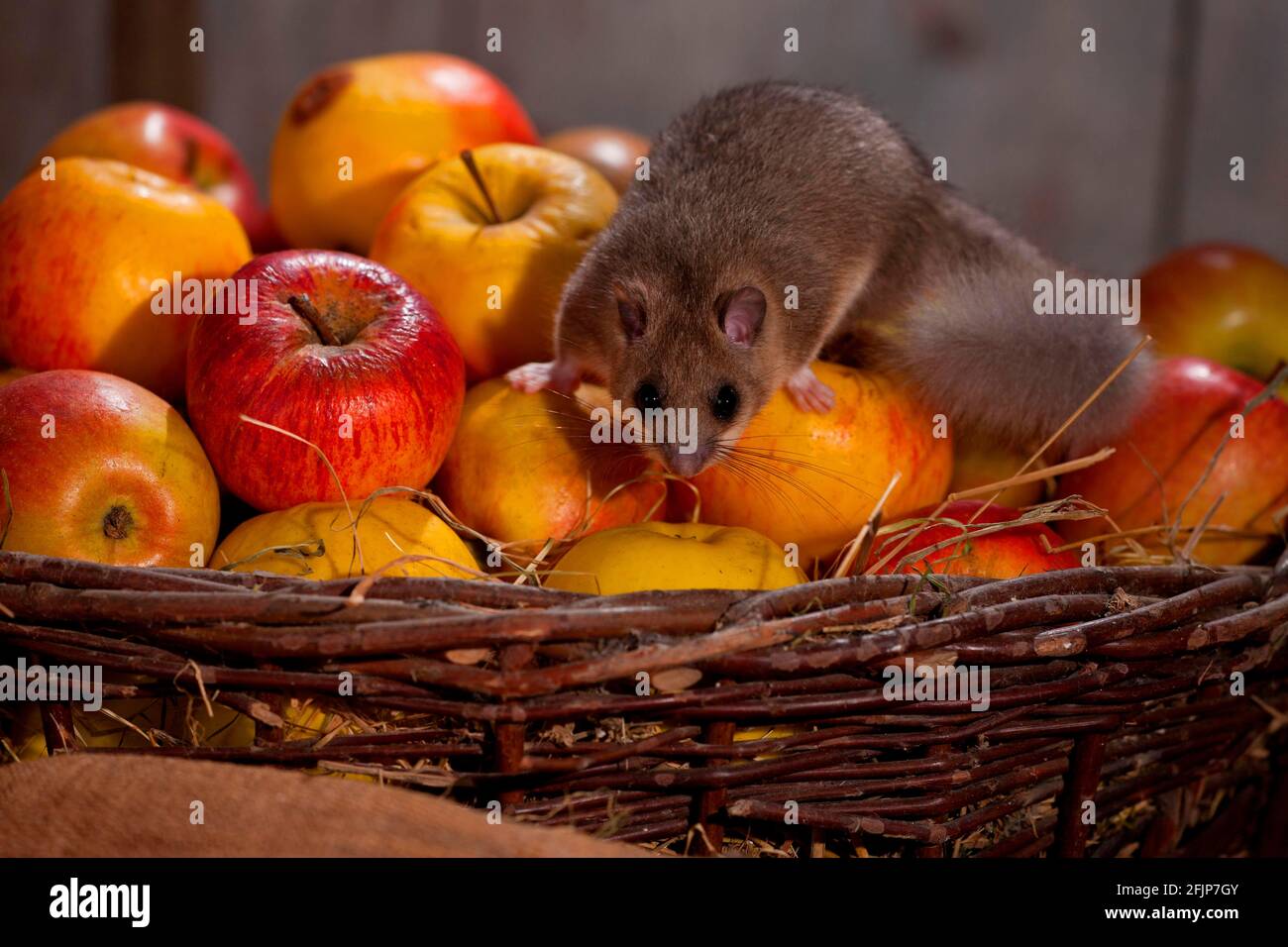 Edible dormouse food hi-res stock photography and images - Alamy